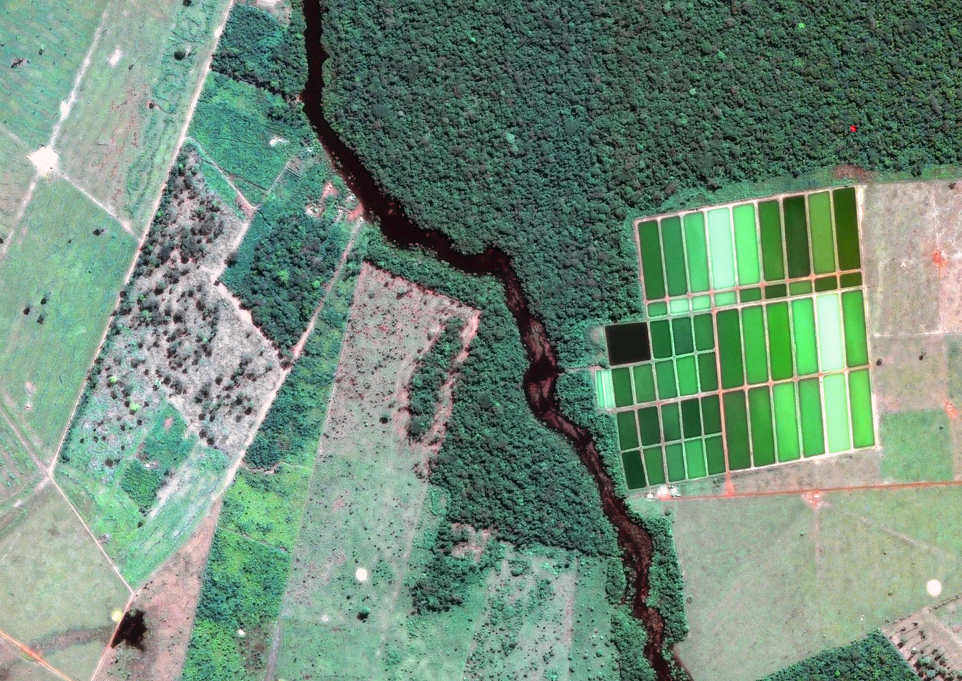 Deforestation crisis of the Amazon Forest - GEOSAT